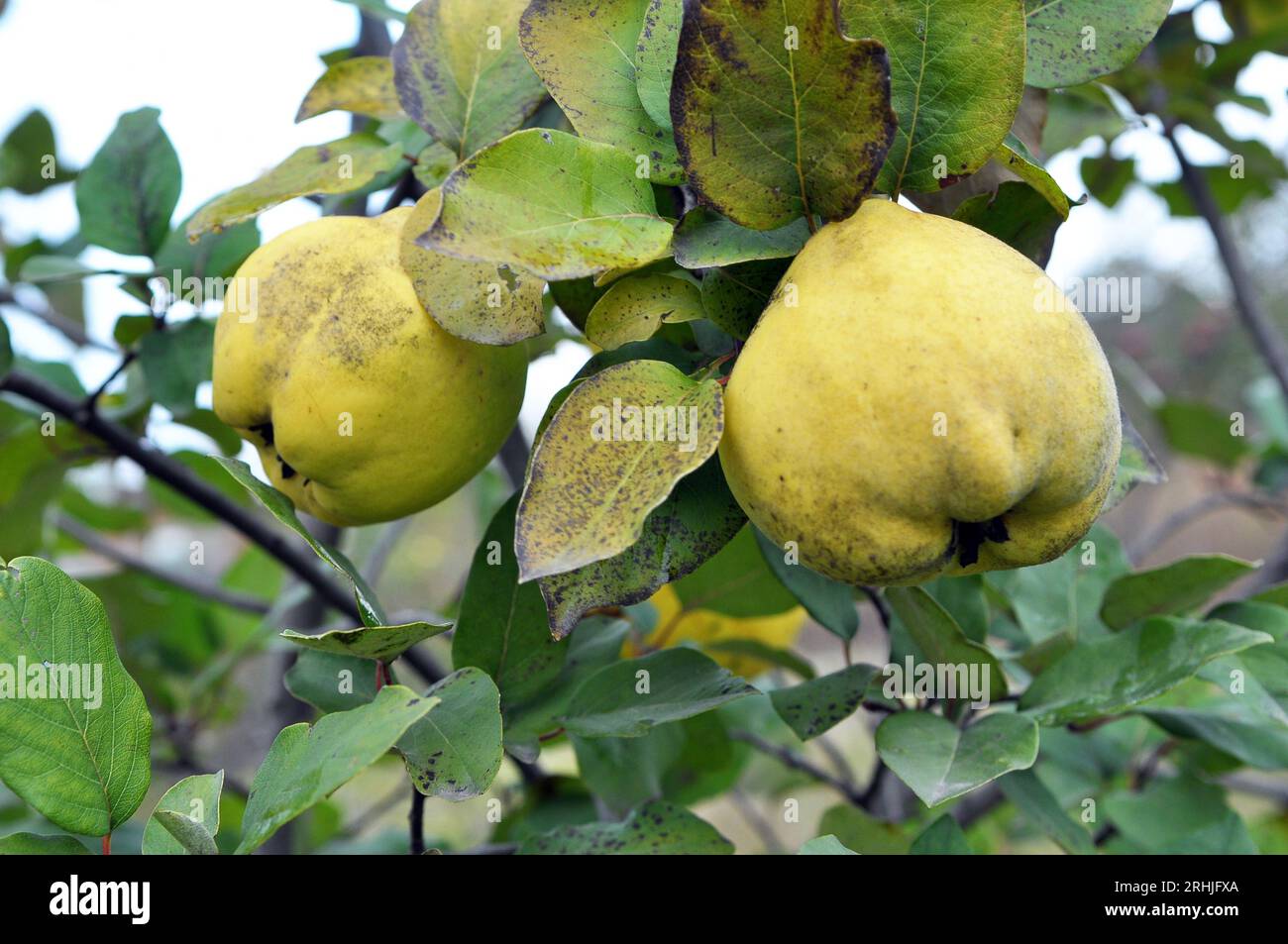 Quince fruits ripen on the branch of the bush Stock Photo - Alamy