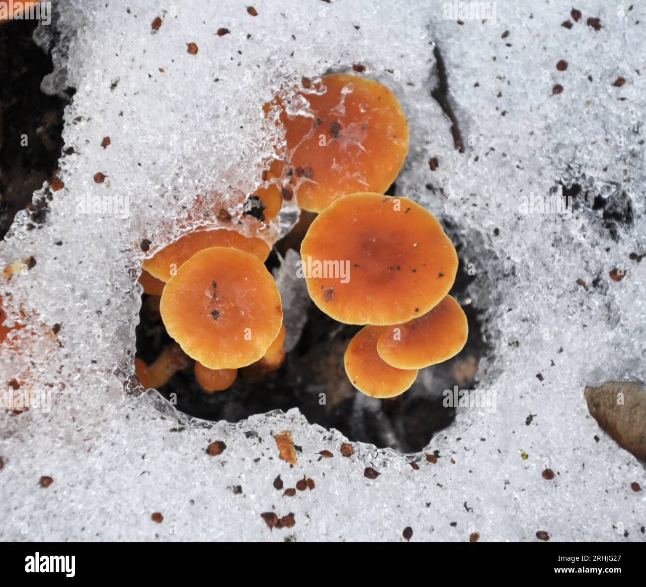 In the wild in the forest growing winter mushrooms Flammulina velutipes ...