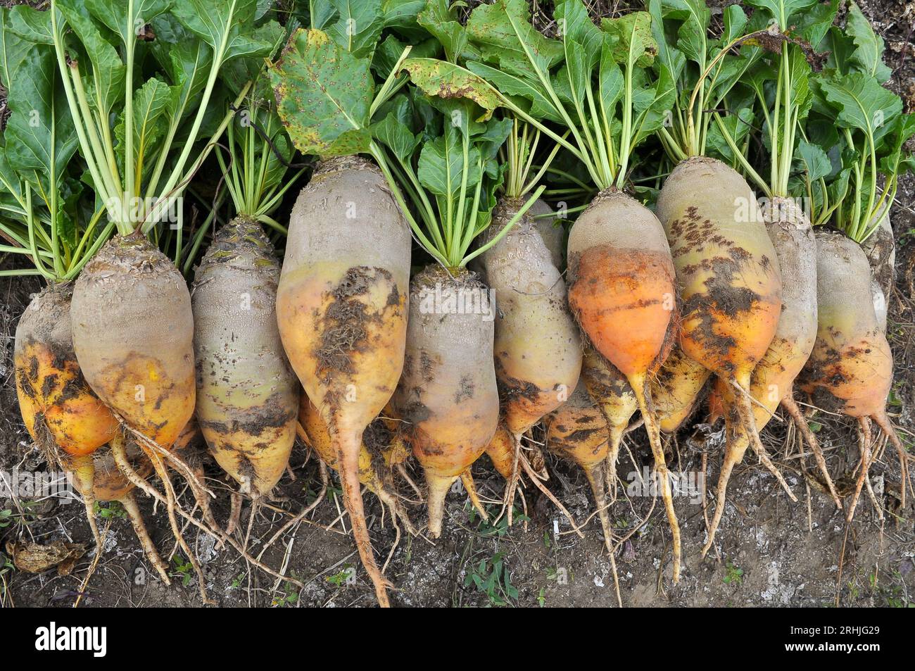 In the field on the pile dug out are fodder beets Stock Photo - Alamy