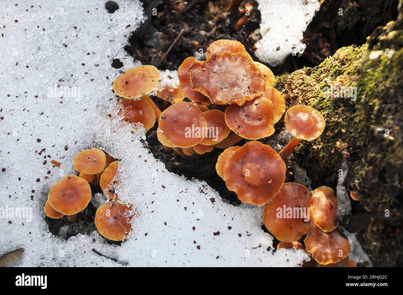 In the wild in the forest growing winter mushrooms Flammulina velutipes ...