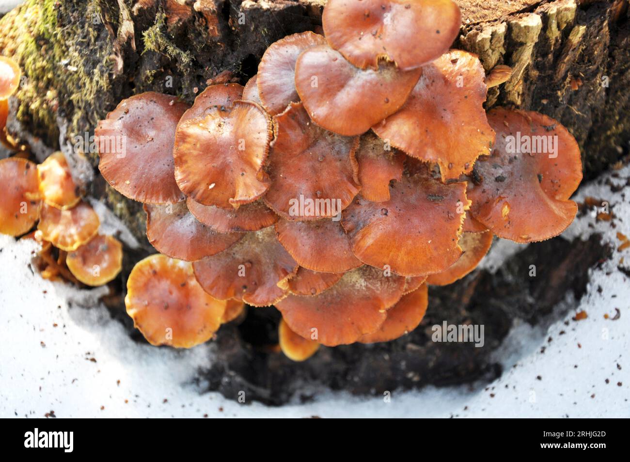 In the wild in the forest growing winter mushrooms Flammulina velutipes ...