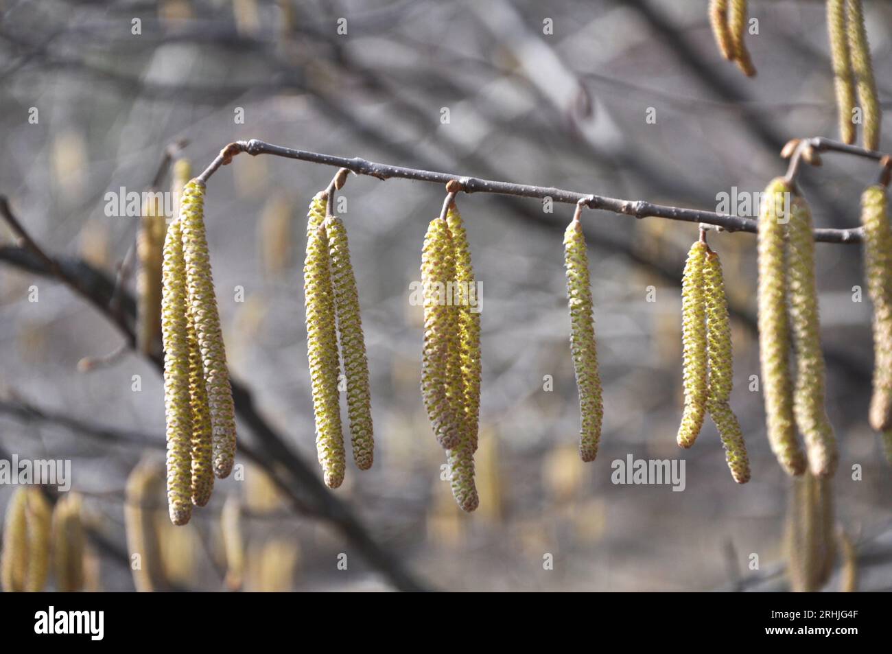 Common hazel (Corylus avellana) in the spring blooms in the forest ...