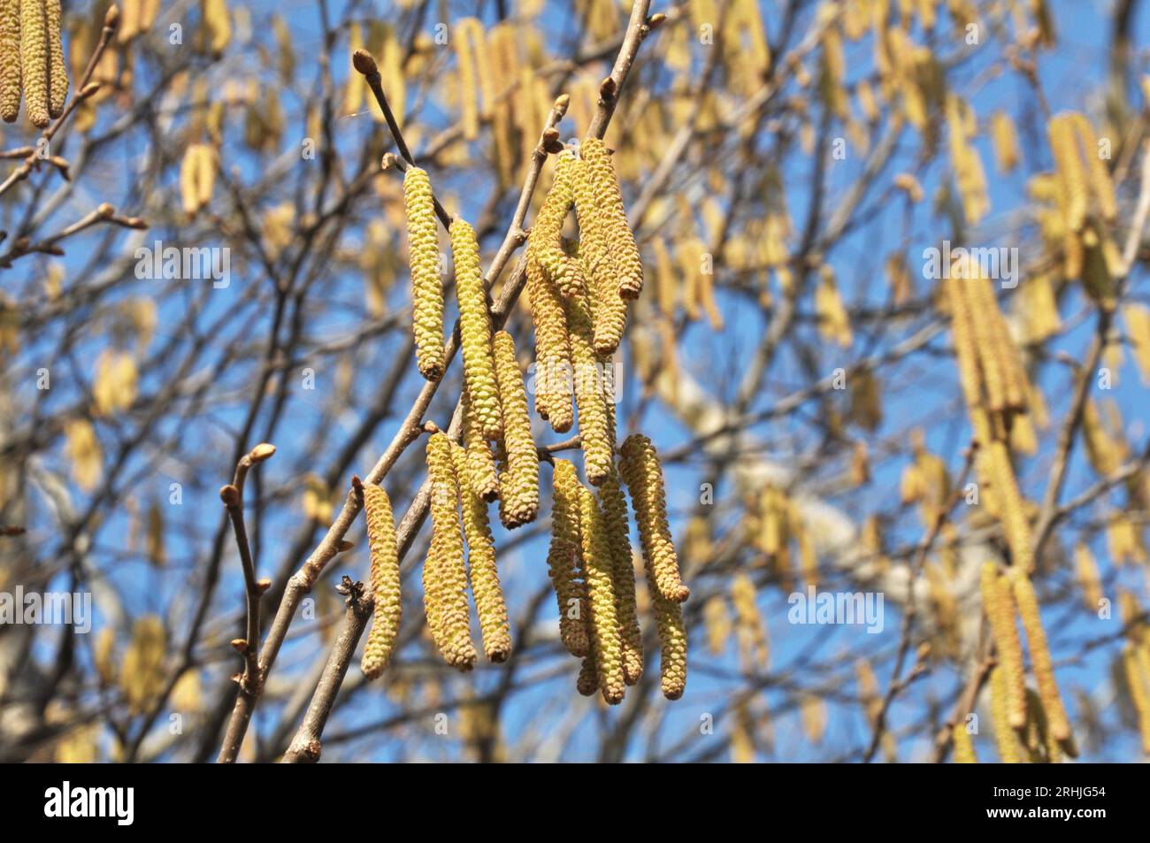 Common hazel (Corylus avellana) in the spring blooms in the forest ...