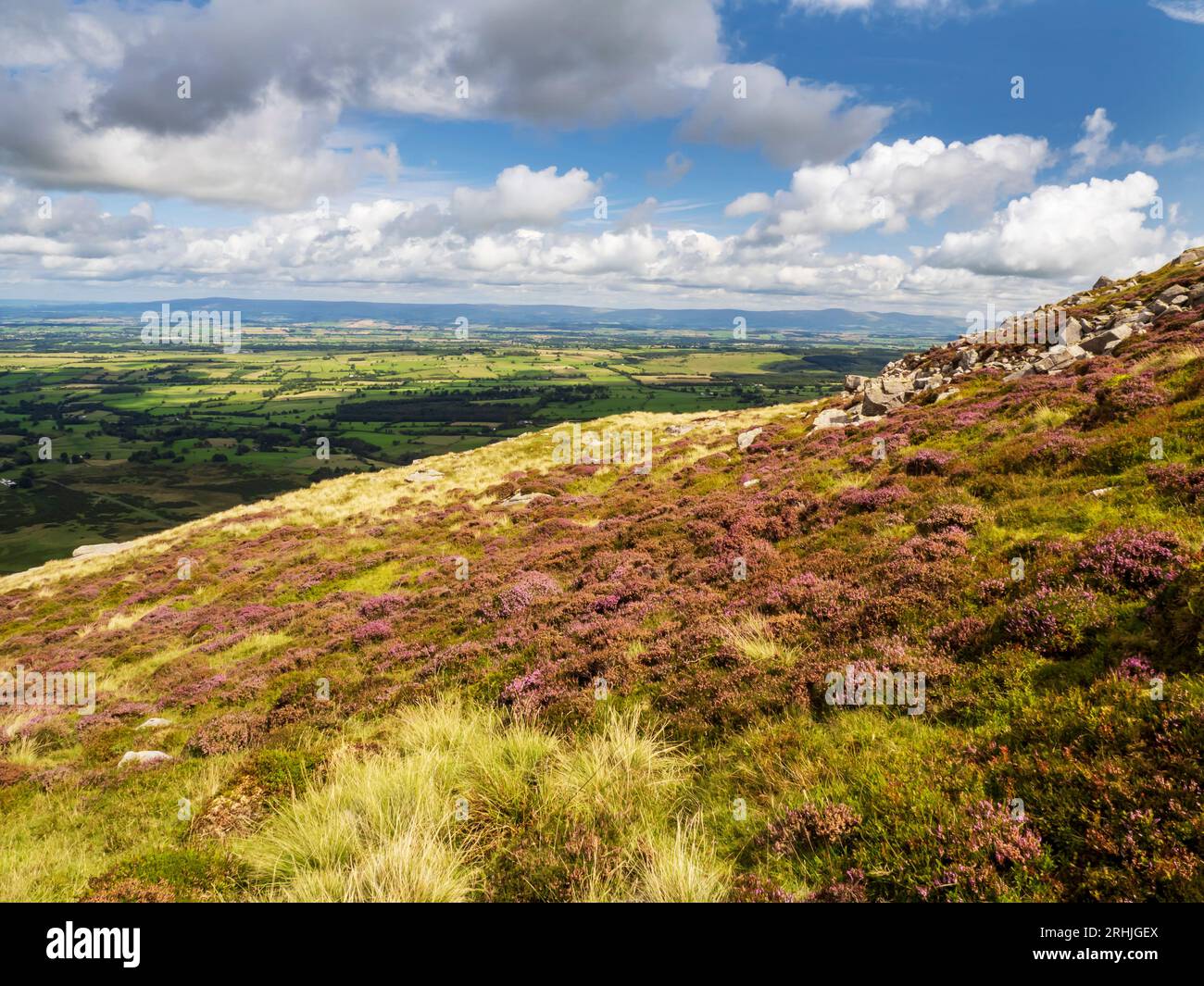 Heather blooming on Carrock Fell in the Caldbeck Fells, Lake District ...