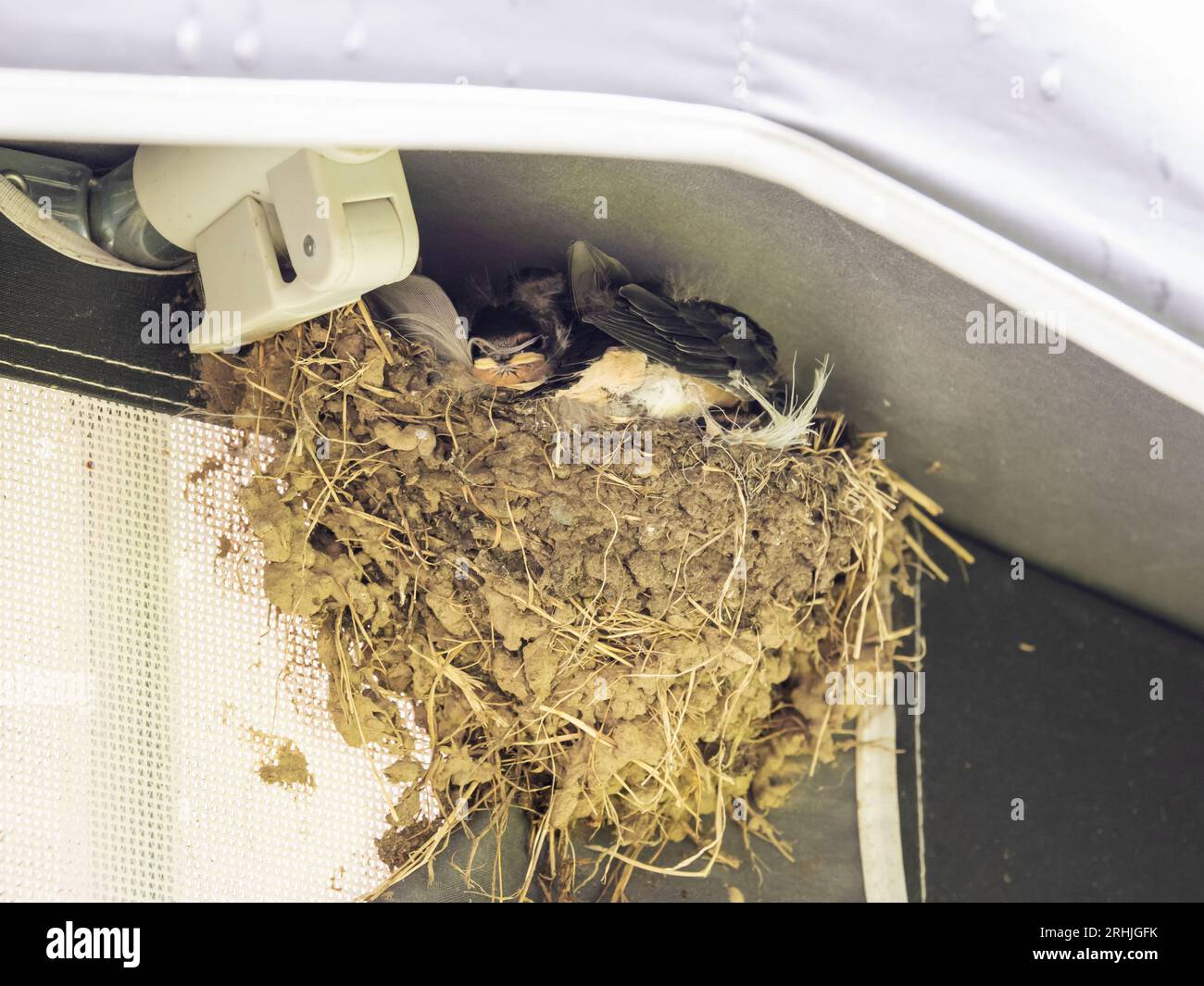 Young Swallows in a nest attached to a caravan awning, Austwick ...