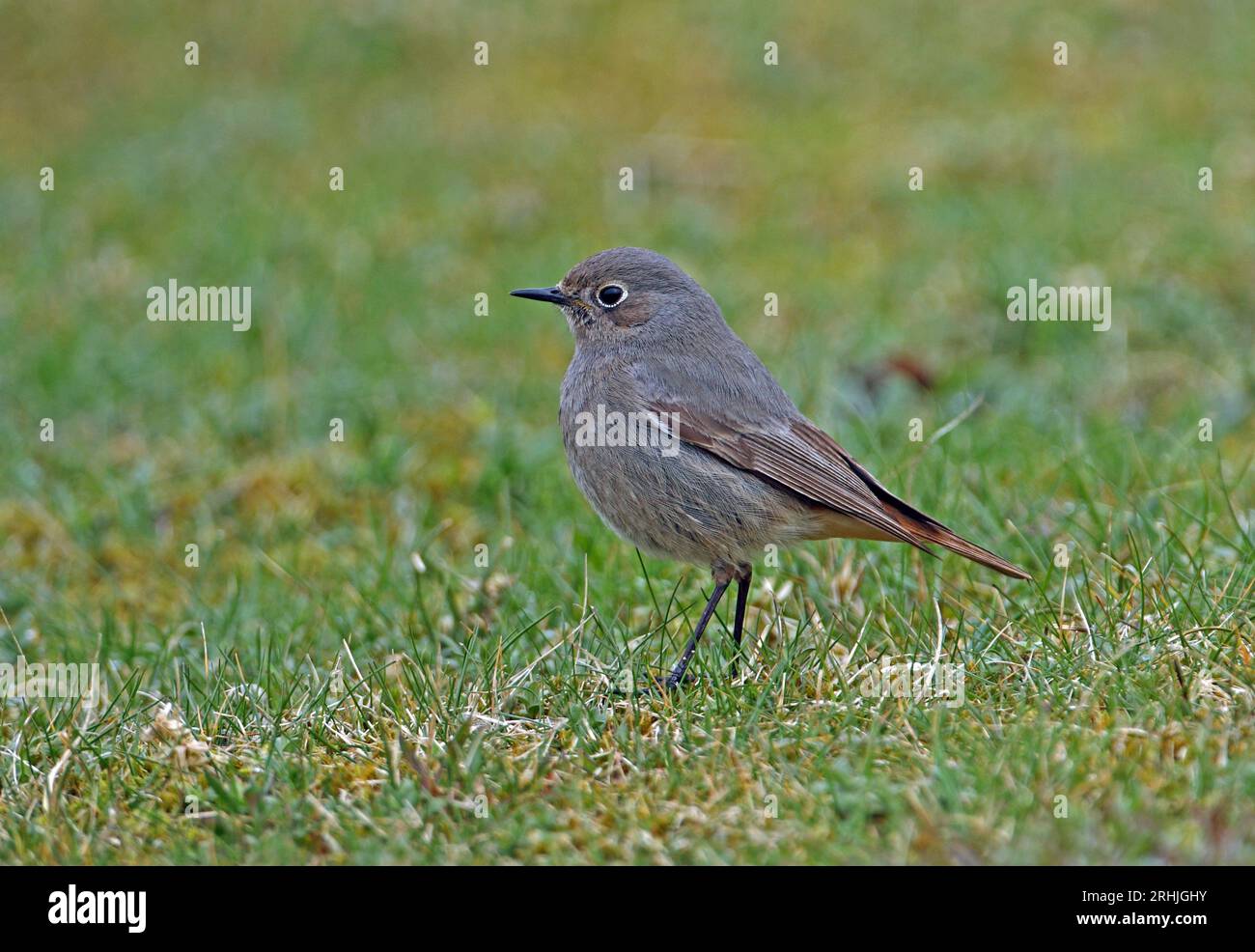 Black Redstart (Phoenicurus ochruros) female standing on short turf ...