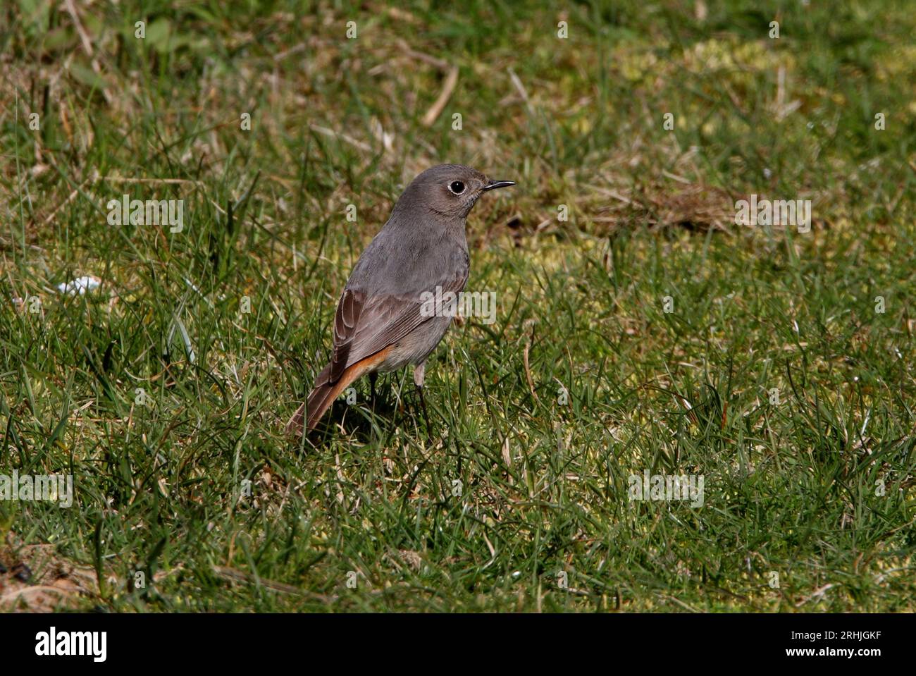 Black Redstart (Phoenicurus ochruros) female standing on short turf ...