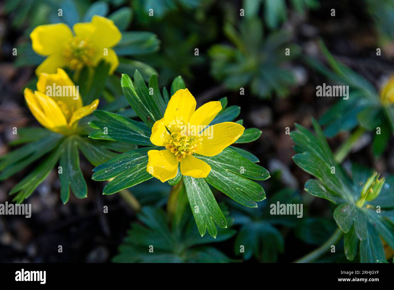 Winter aconites in flower (Eranthis hyemalis Stock Photo - Alamy