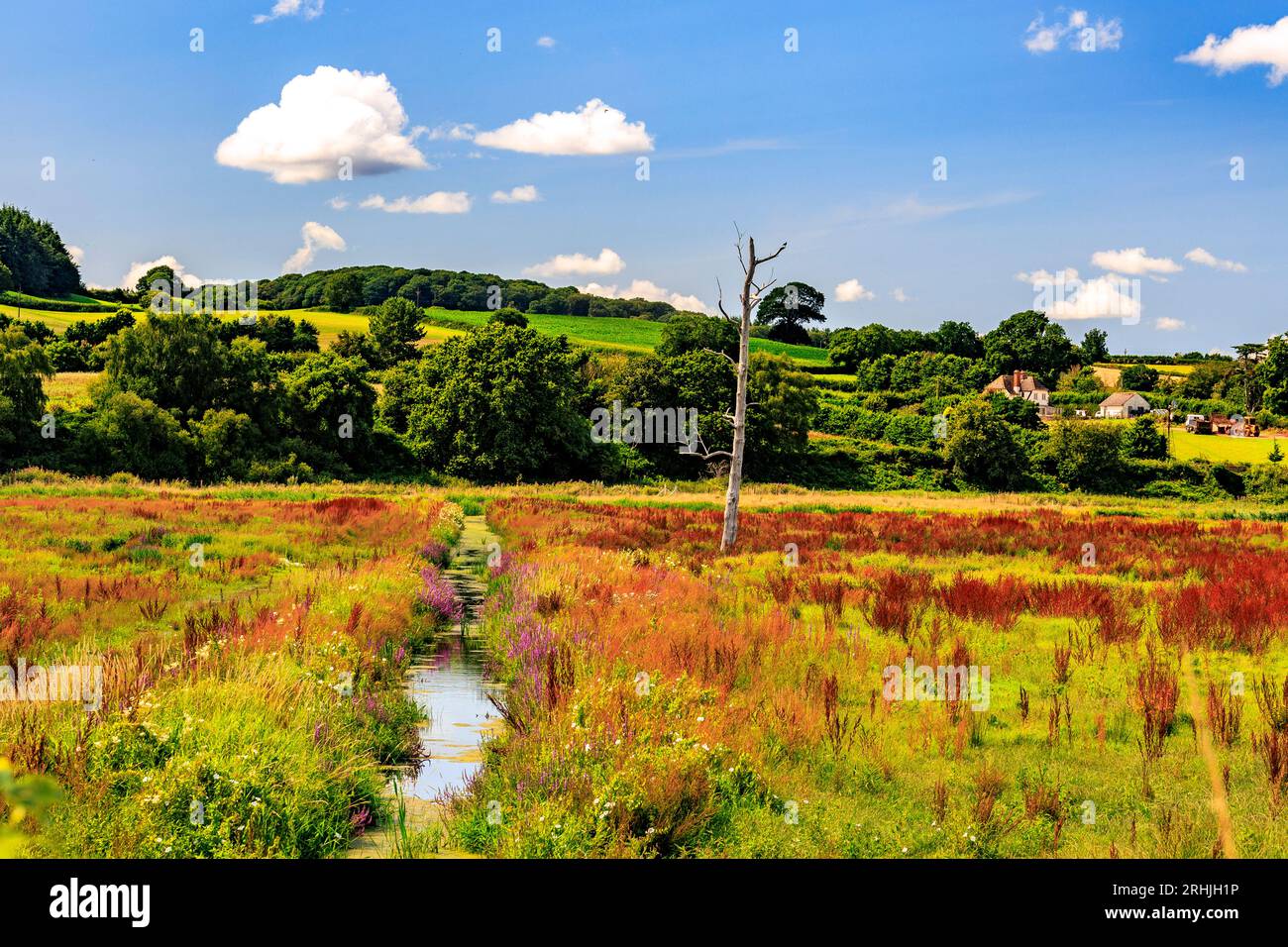 A dead tree rises from reclaimed marshland of the River Otter Estuary ...