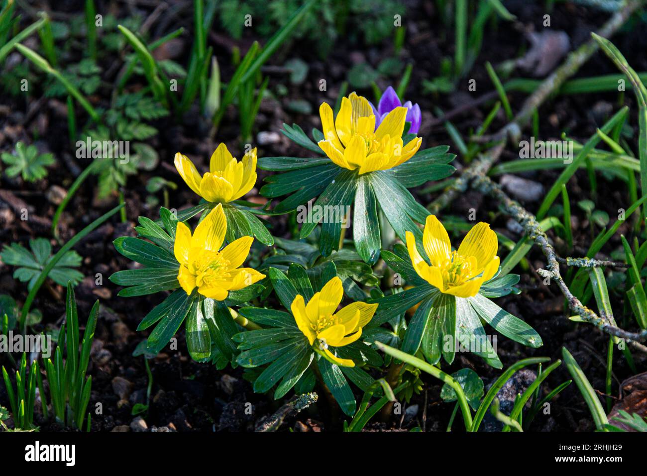 Winter aconites in flower (Eranthis hyemalis Stock Photo - Alamy