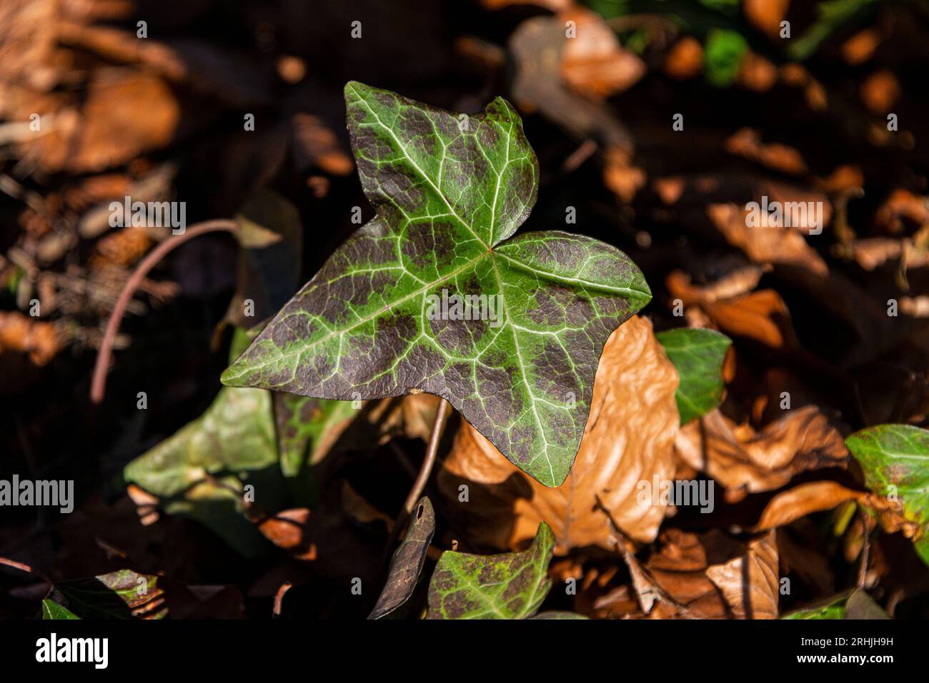 An ivy leaf (Hedera Stock Photo - Alamy