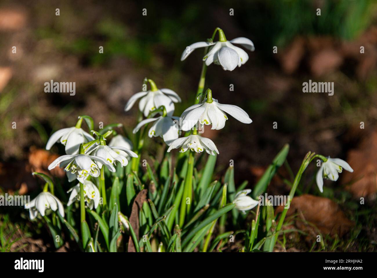 Double snowdrop flowers (Galanthus Stock Photo - Alamy