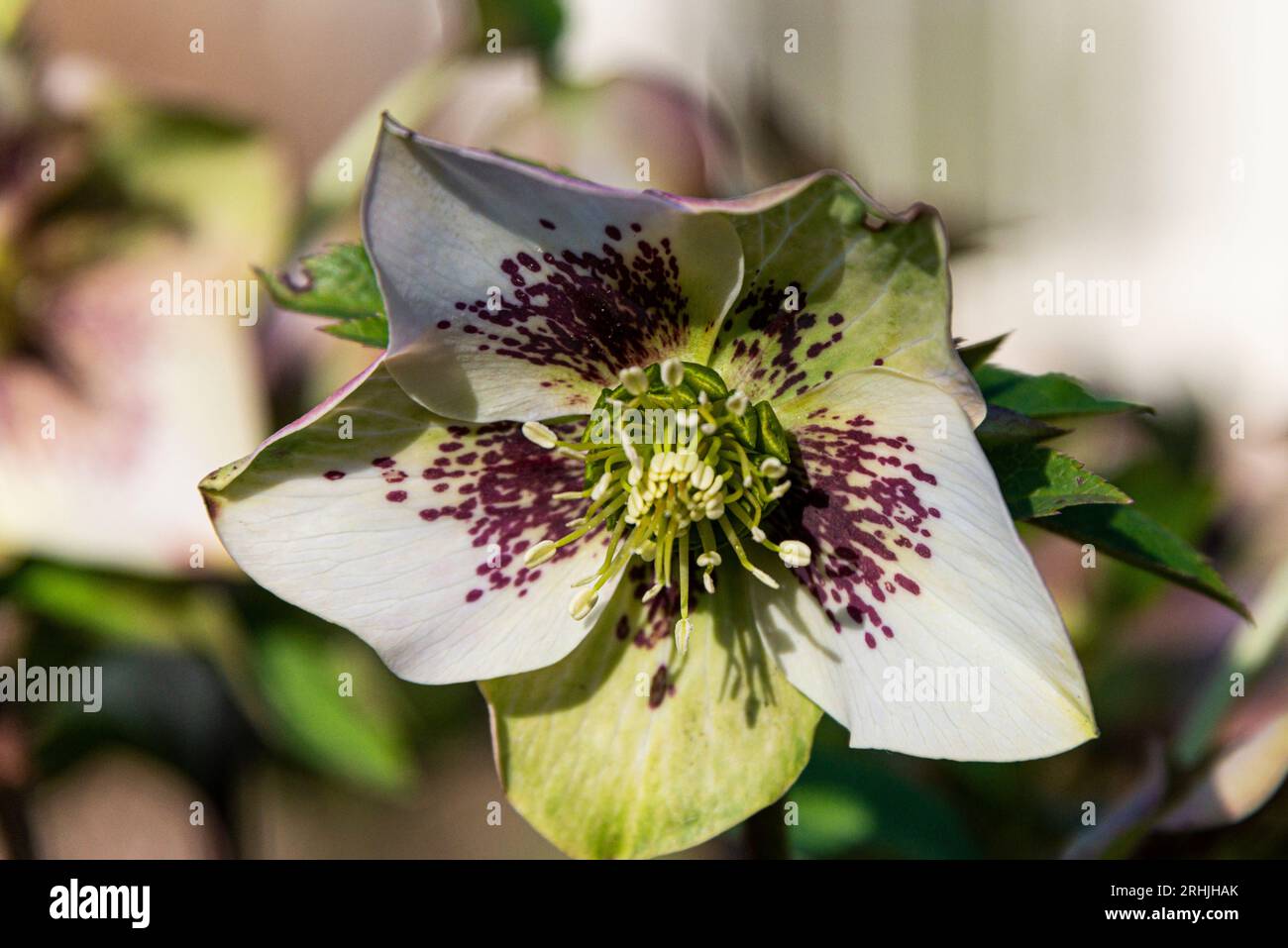 A hellebore (Helleborus) with red spots on its white petals Stock Photo ...