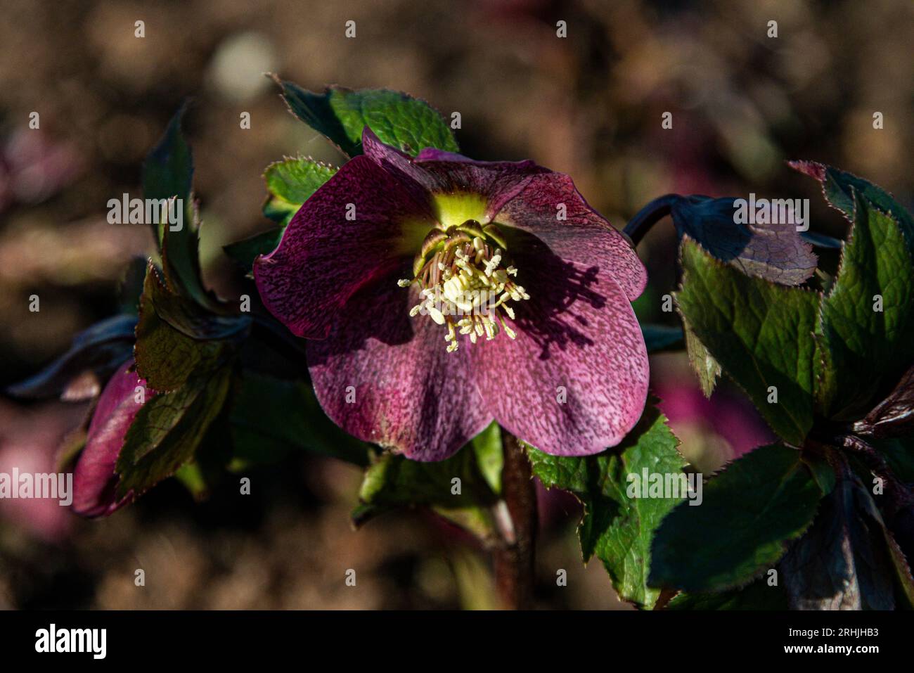 A purple hellebore flower (Helleborus Stock Photo - Alamy
