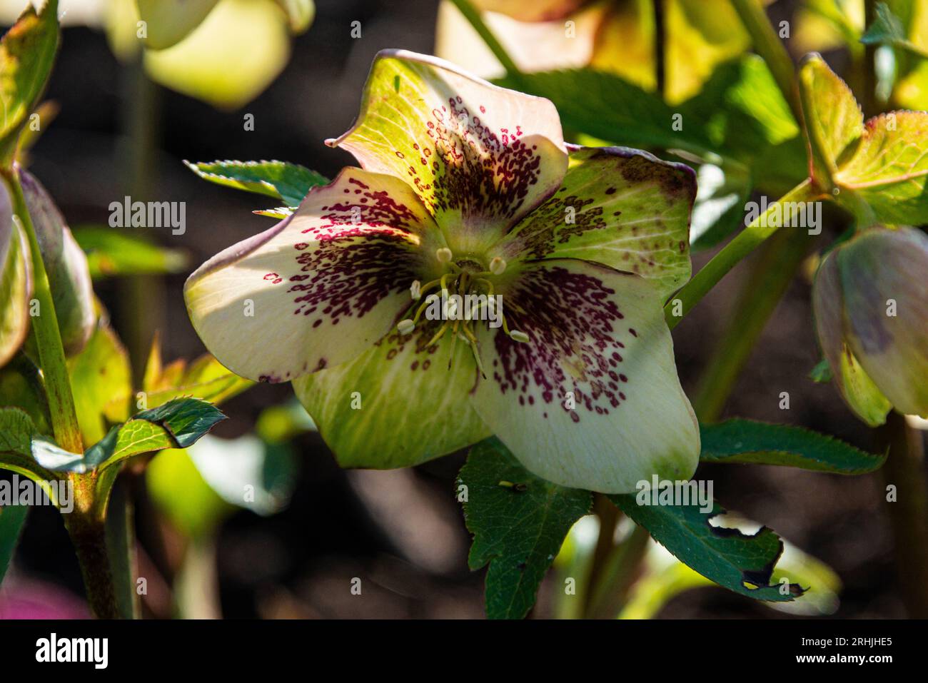 A hellebore (Helleborus) with red spots on its white petals Stock Photo ...