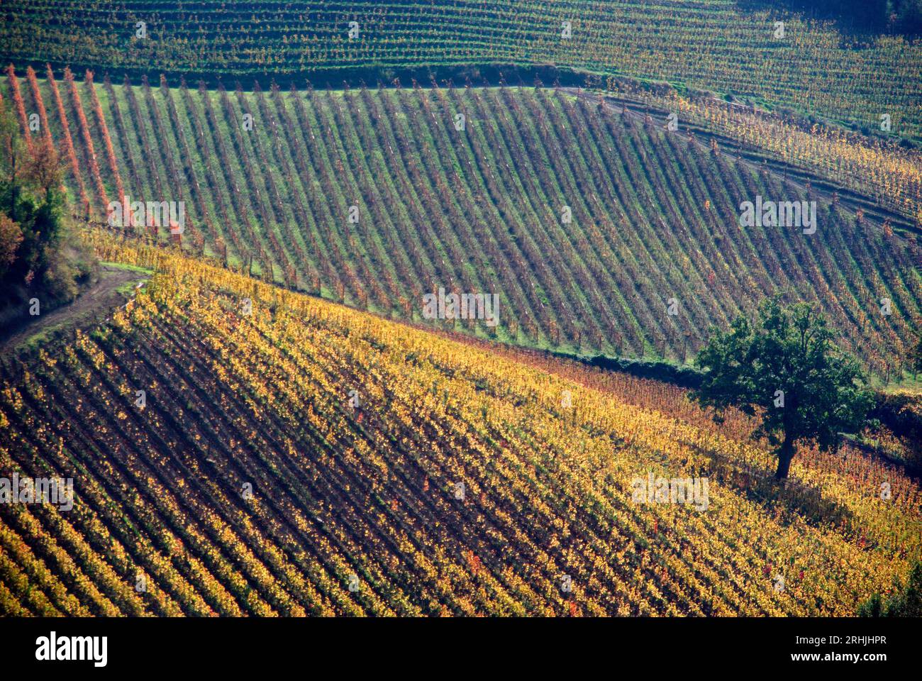 una vigna coi colori dell'autunno Stock Photo - Alamy