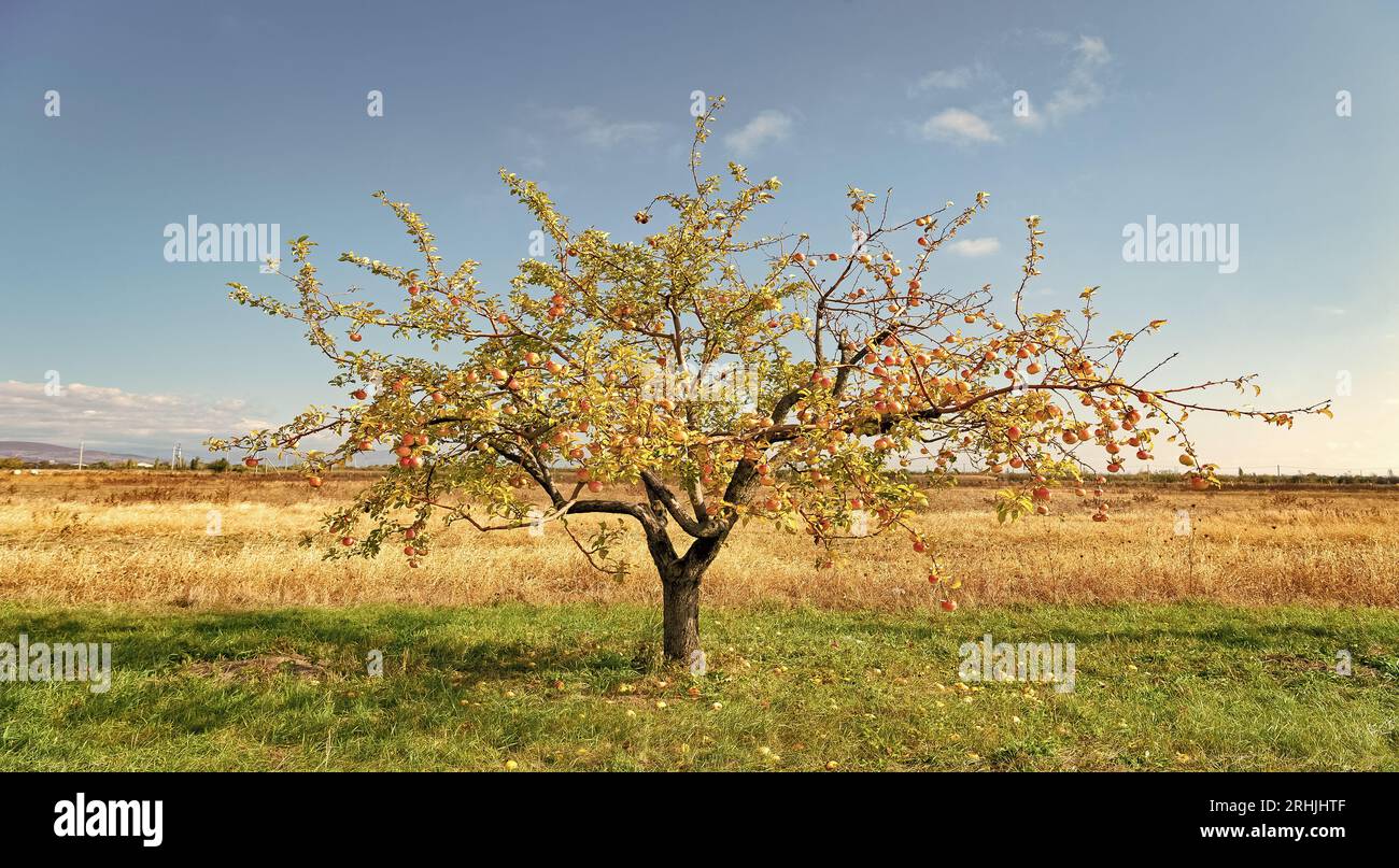 apple tree with orchard harvest of fruit. image of apple orchard ...