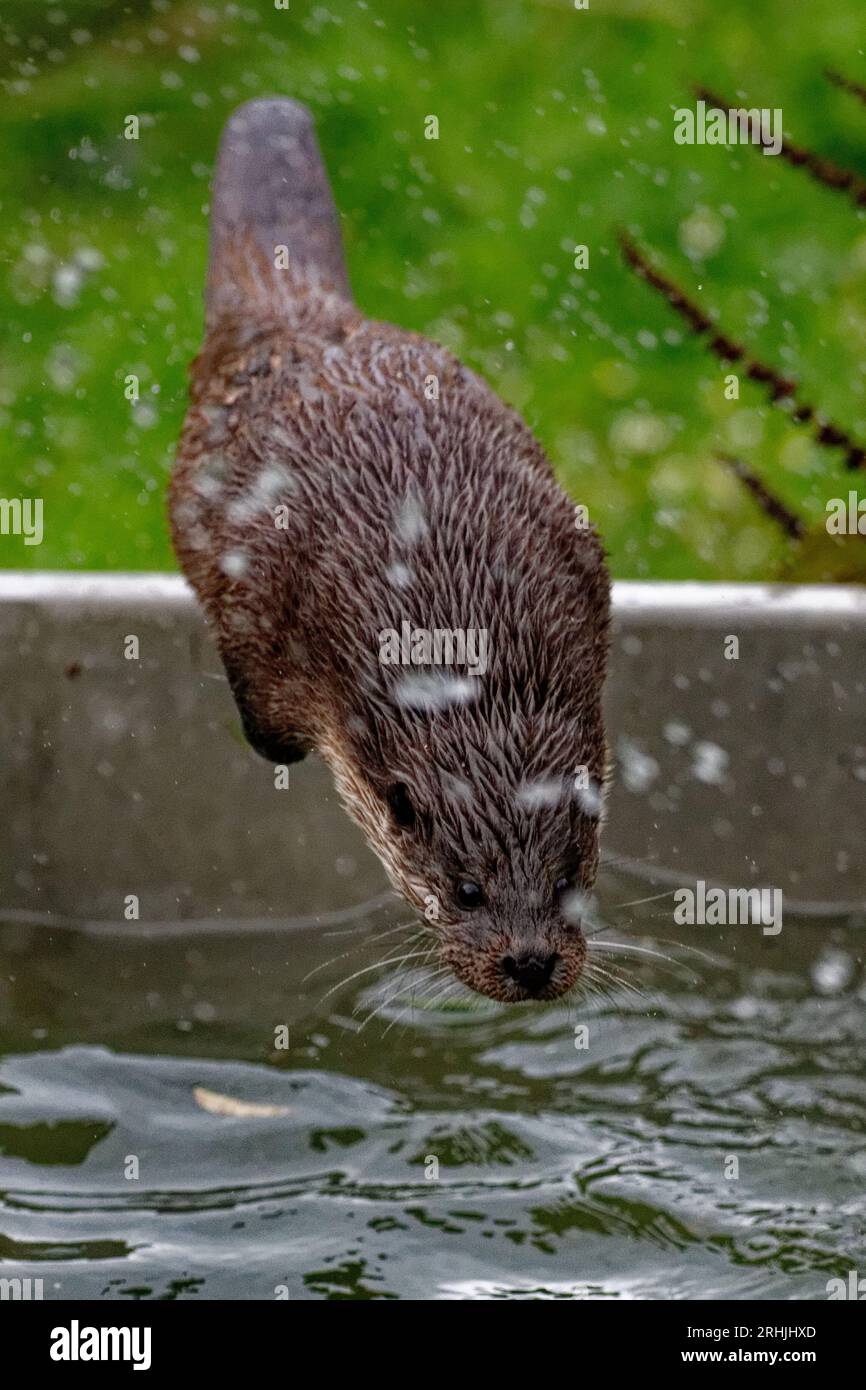 River Otter Diving