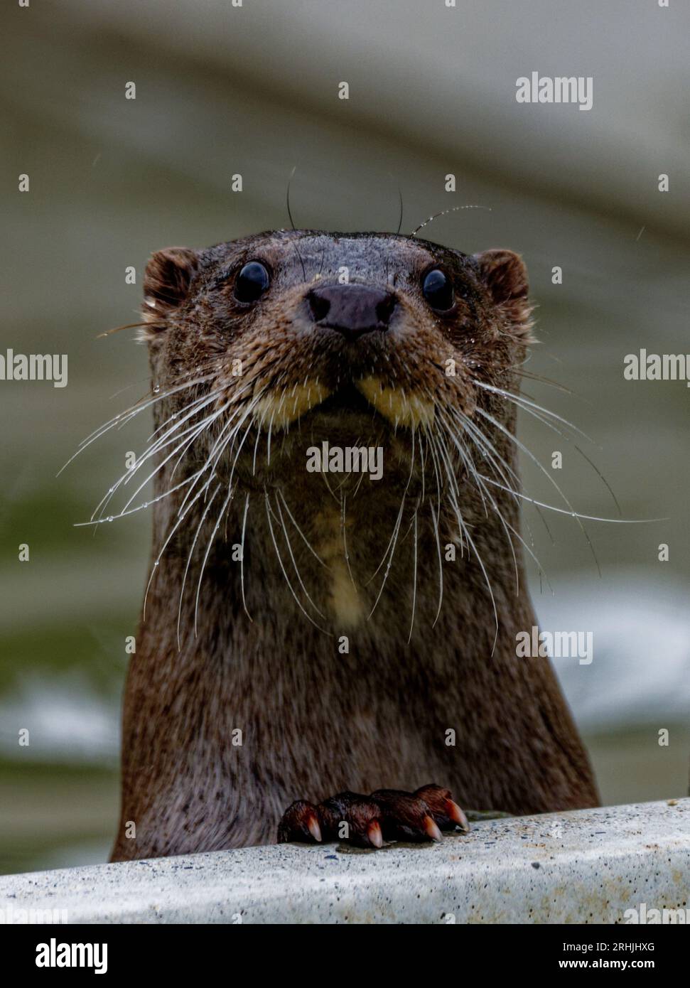 Otter rescue centre hi-res stock photography and images - Alamy
