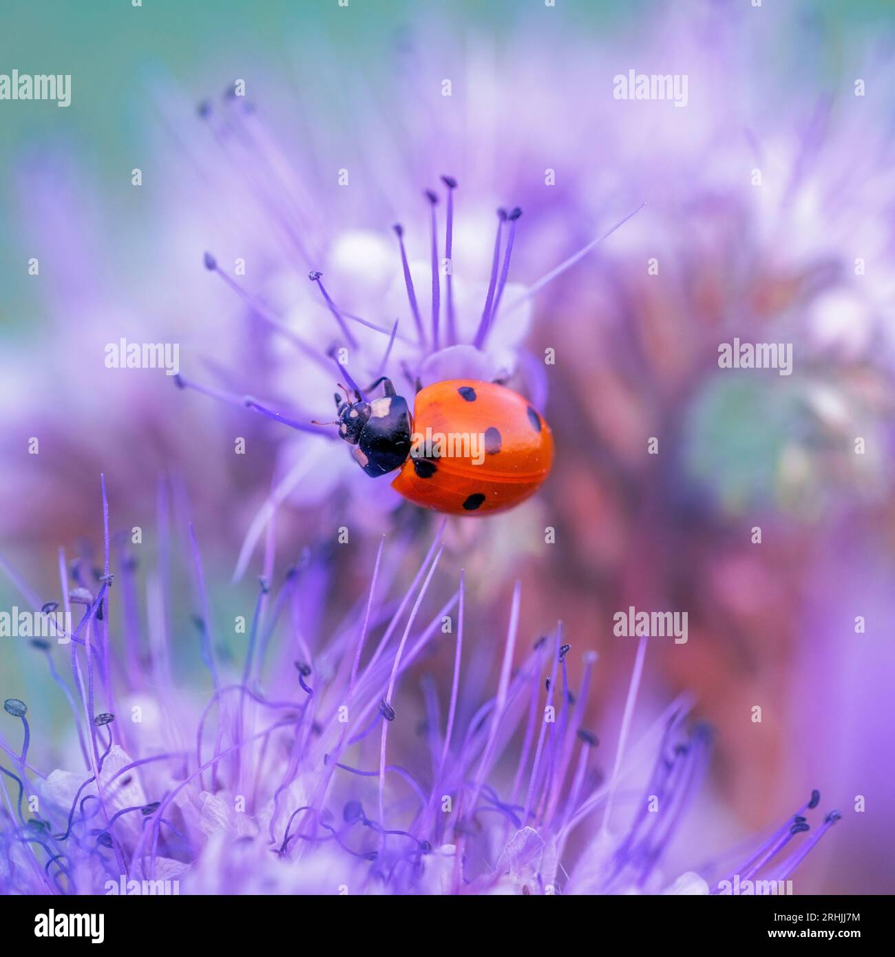 Ladybug flower ladybug square hi-res stock photography and images - Alamy
