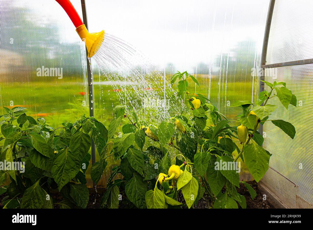 watering peppers growing in a greenhouse. a man waters a bush with ...