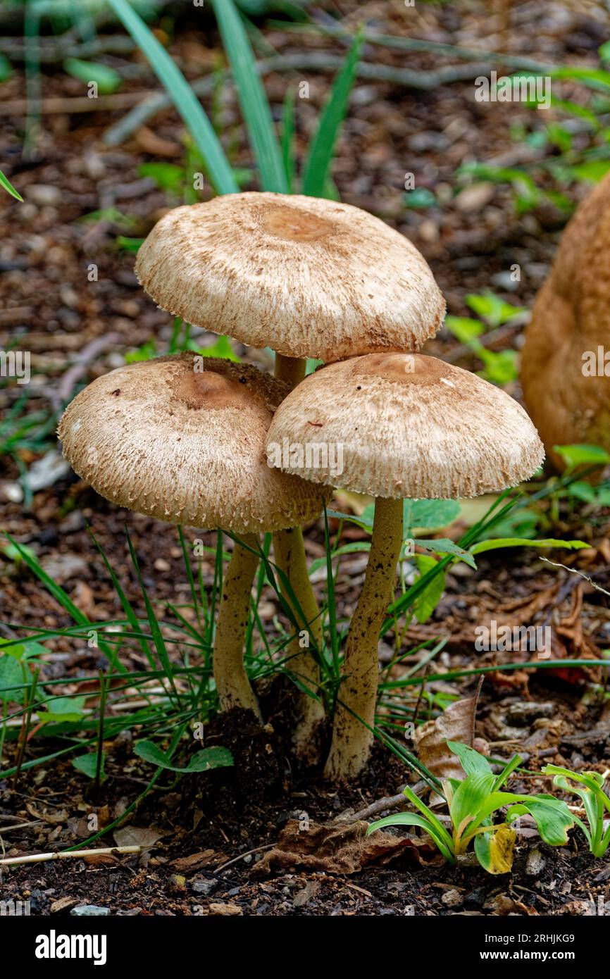 Grouping of large tall mushrooms with caps above the ground clustered ...