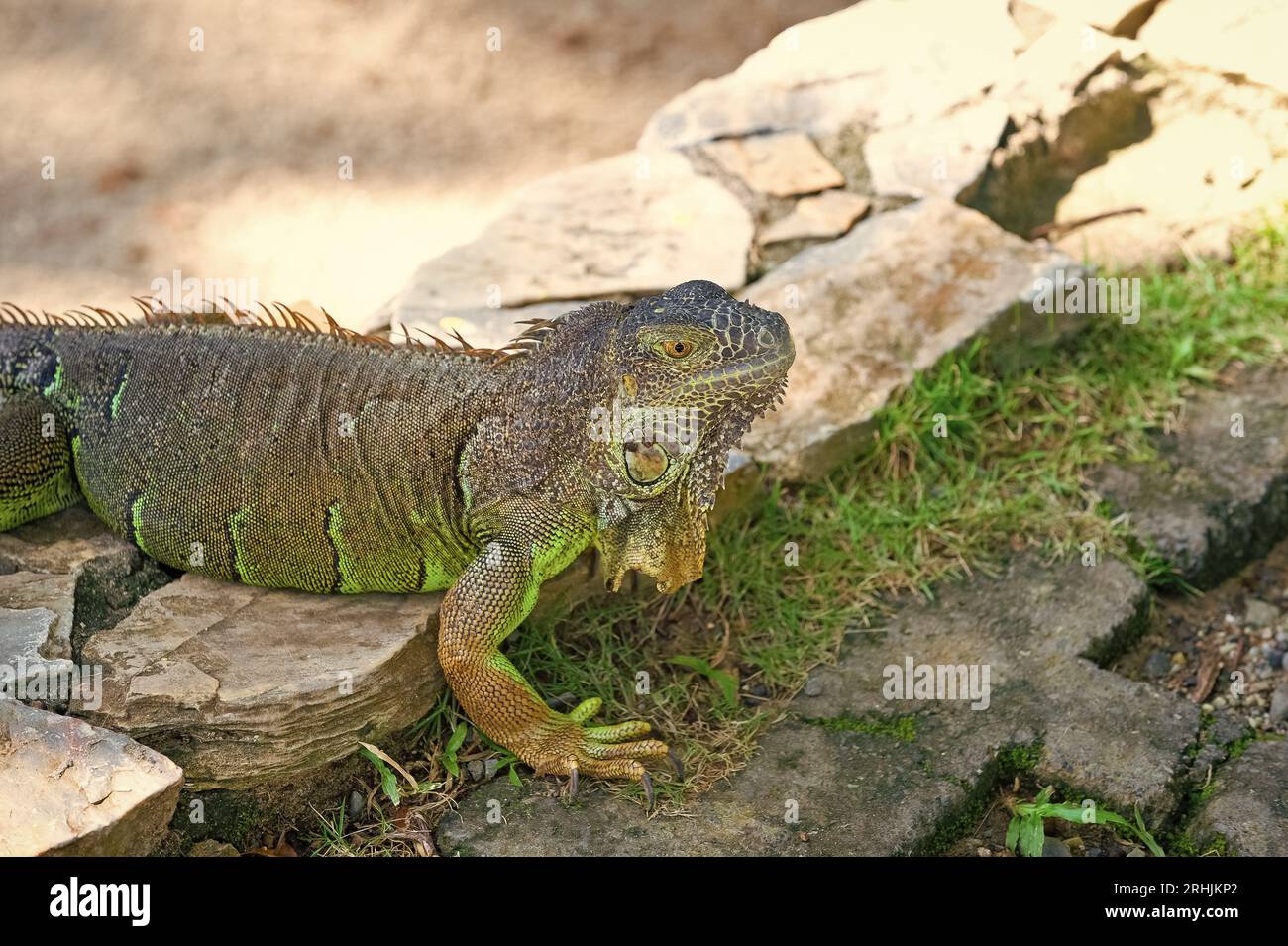 green color iguana lizard in nature. photo of iguana lizard reptile ...