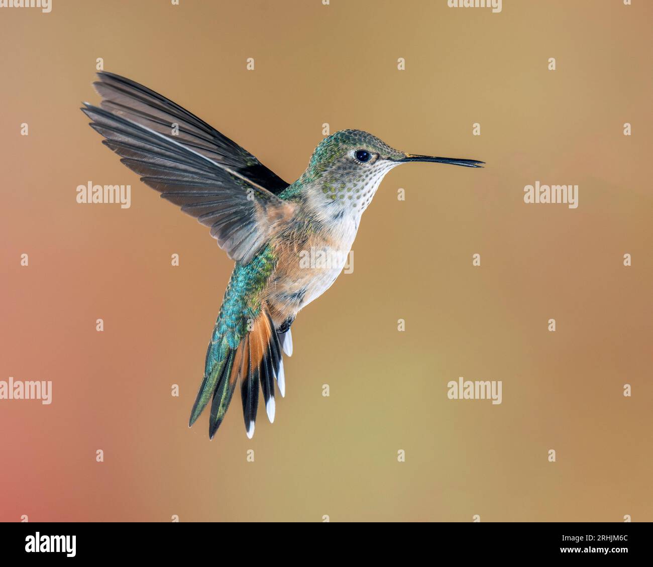 Female or Immature Male Broad-tailed Hummingbird in Flight, Flared Tail ...