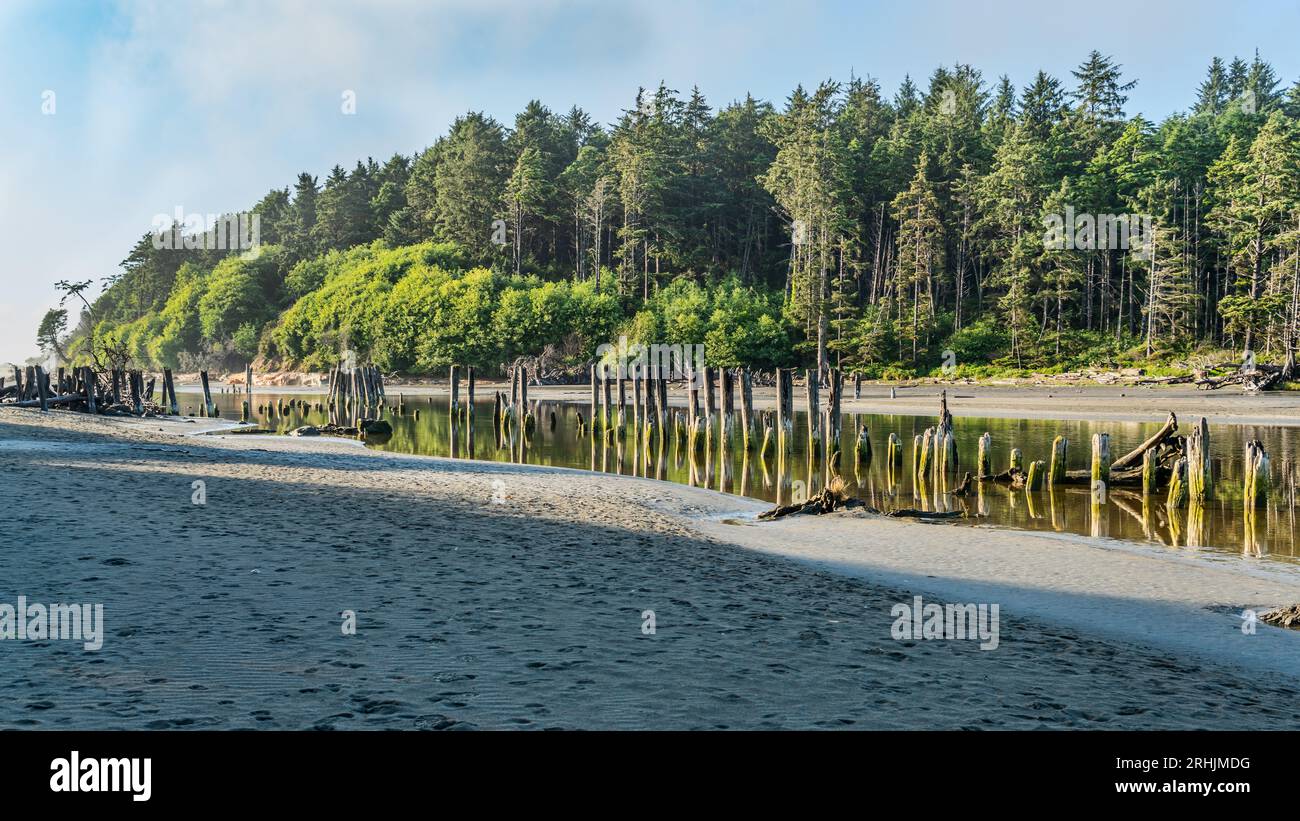 Evergreen trees and old pilings line the Moclips River in Washington ...