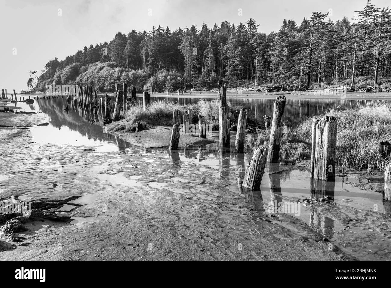 Evergreen trees and old pilings line the Moclips River in Washington ...