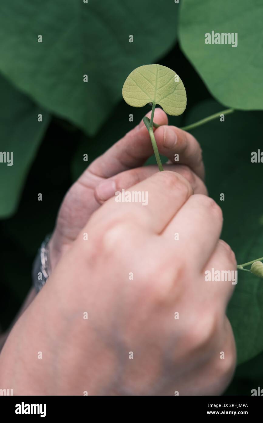 male hand holding heart shaped green leaf of Sinomenium acutum Stock ...