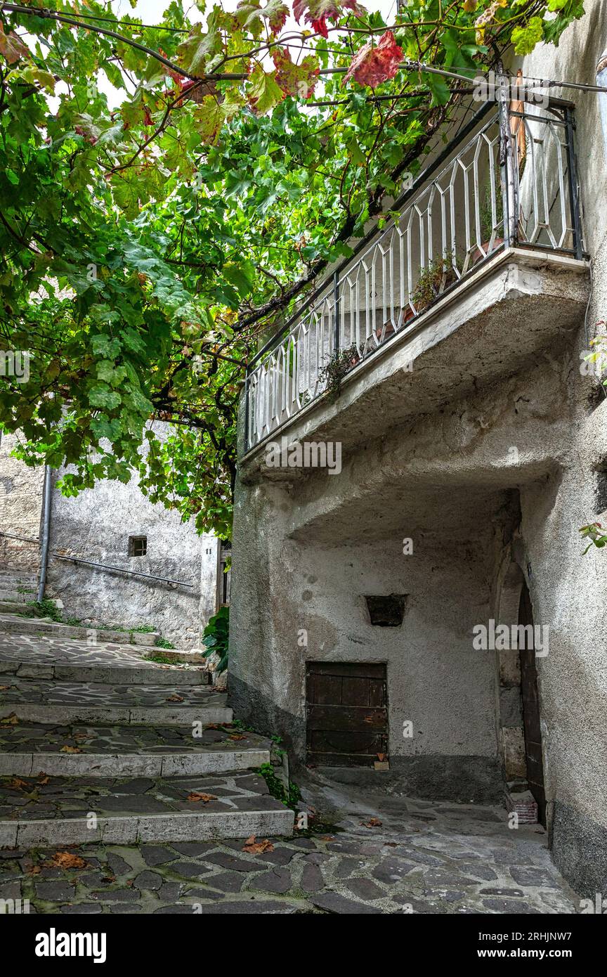 A staircase and a balcony of a white house in the shade of lush vine ...