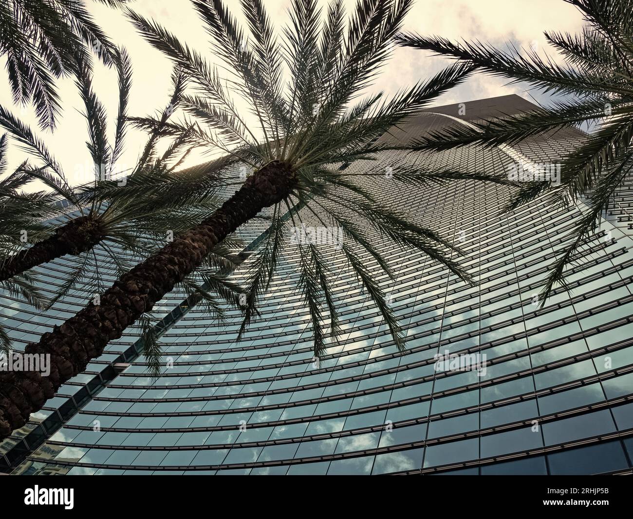 skyscraper building architecture with palm trees. skyscraper building ...