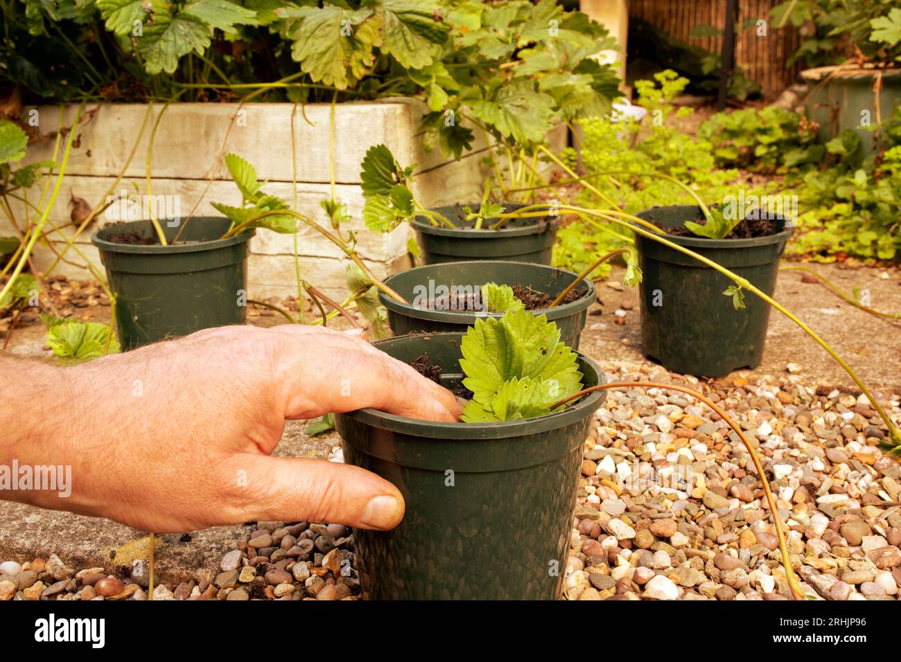 Planting strawberry runners, or stolons, in plant pots in late evening ...