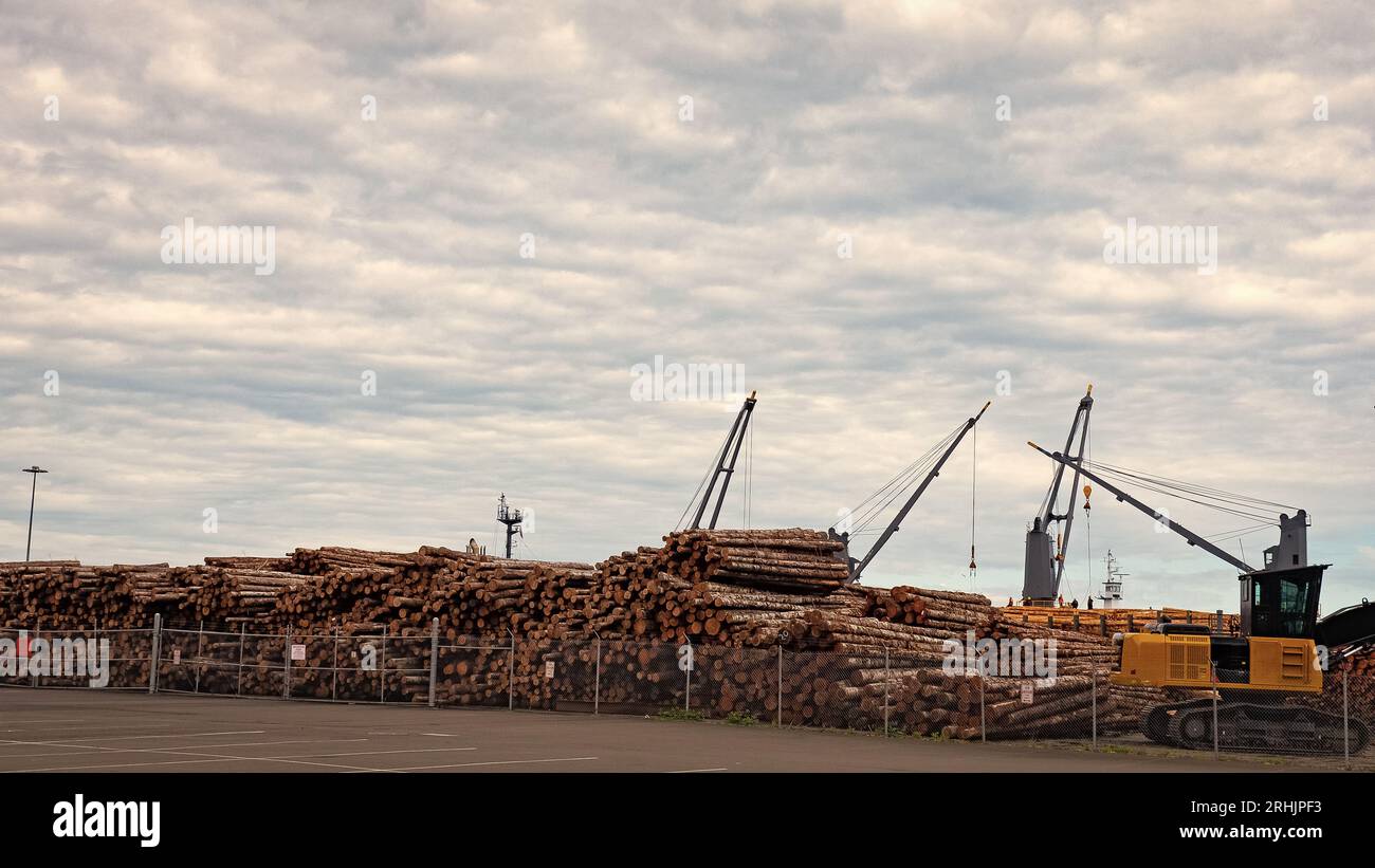 Loader loading timber. Building materials, timber. Cut wood logs timber ...