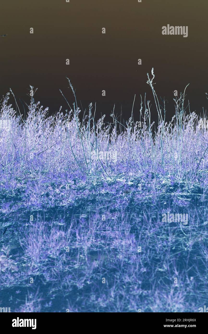 Wild grasses growing on the sand dunes in an eerie color film negative ...