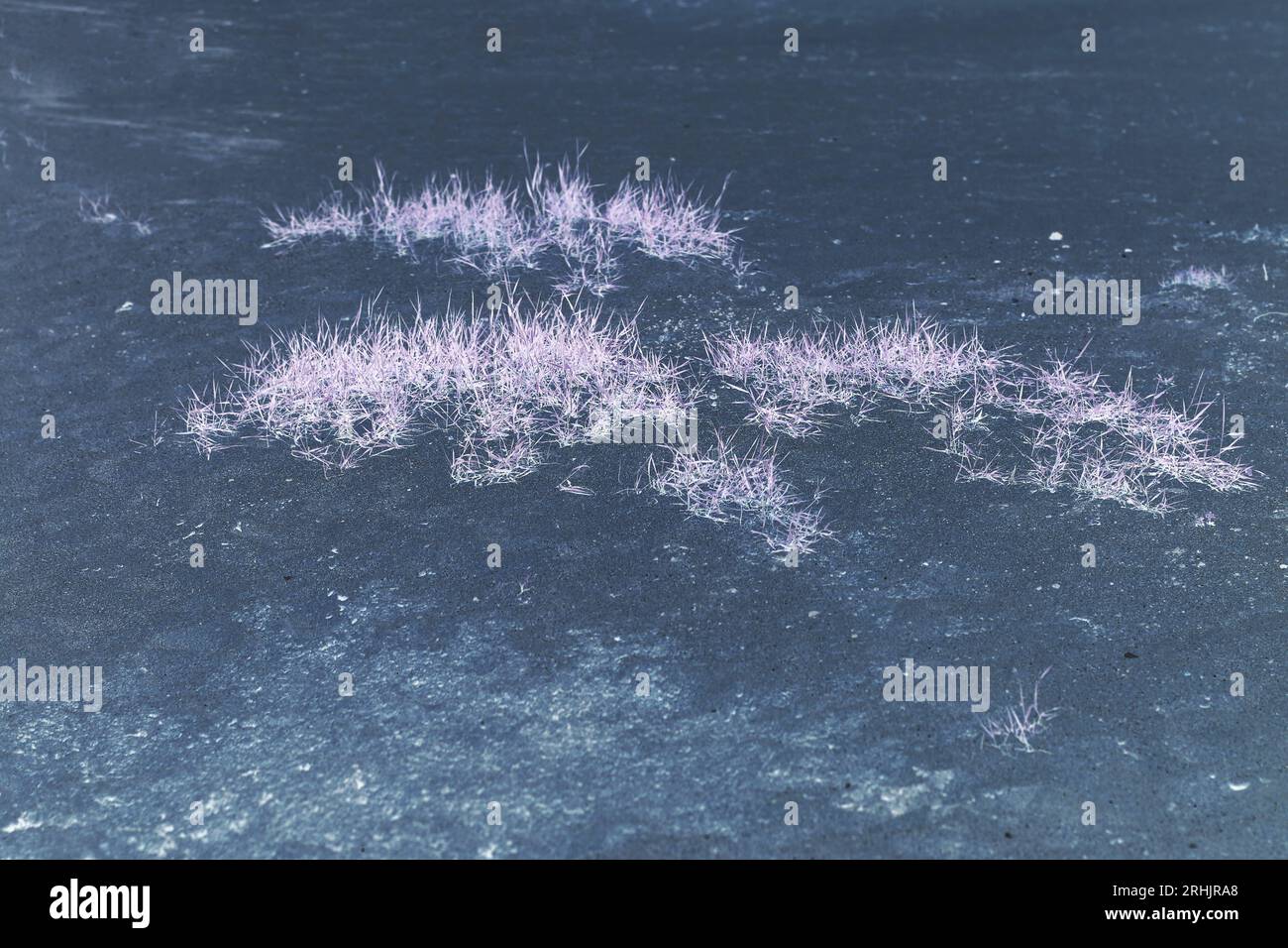 Wild grasses growing on the sand dunes in an eerie color film negative ...