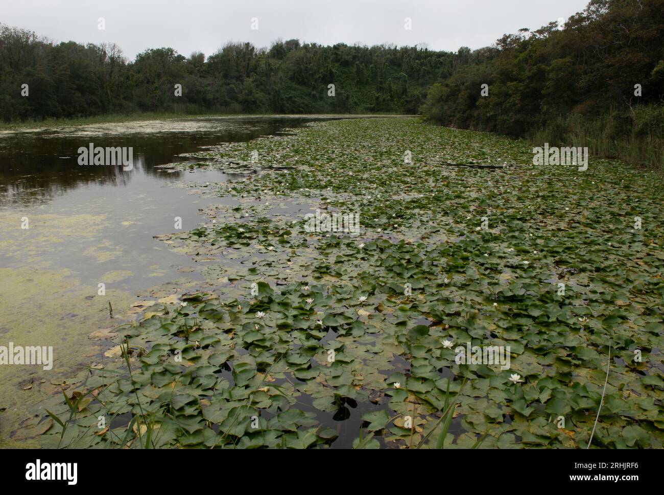 Bosherston water lilies hi-res stock photography and images - Alamy