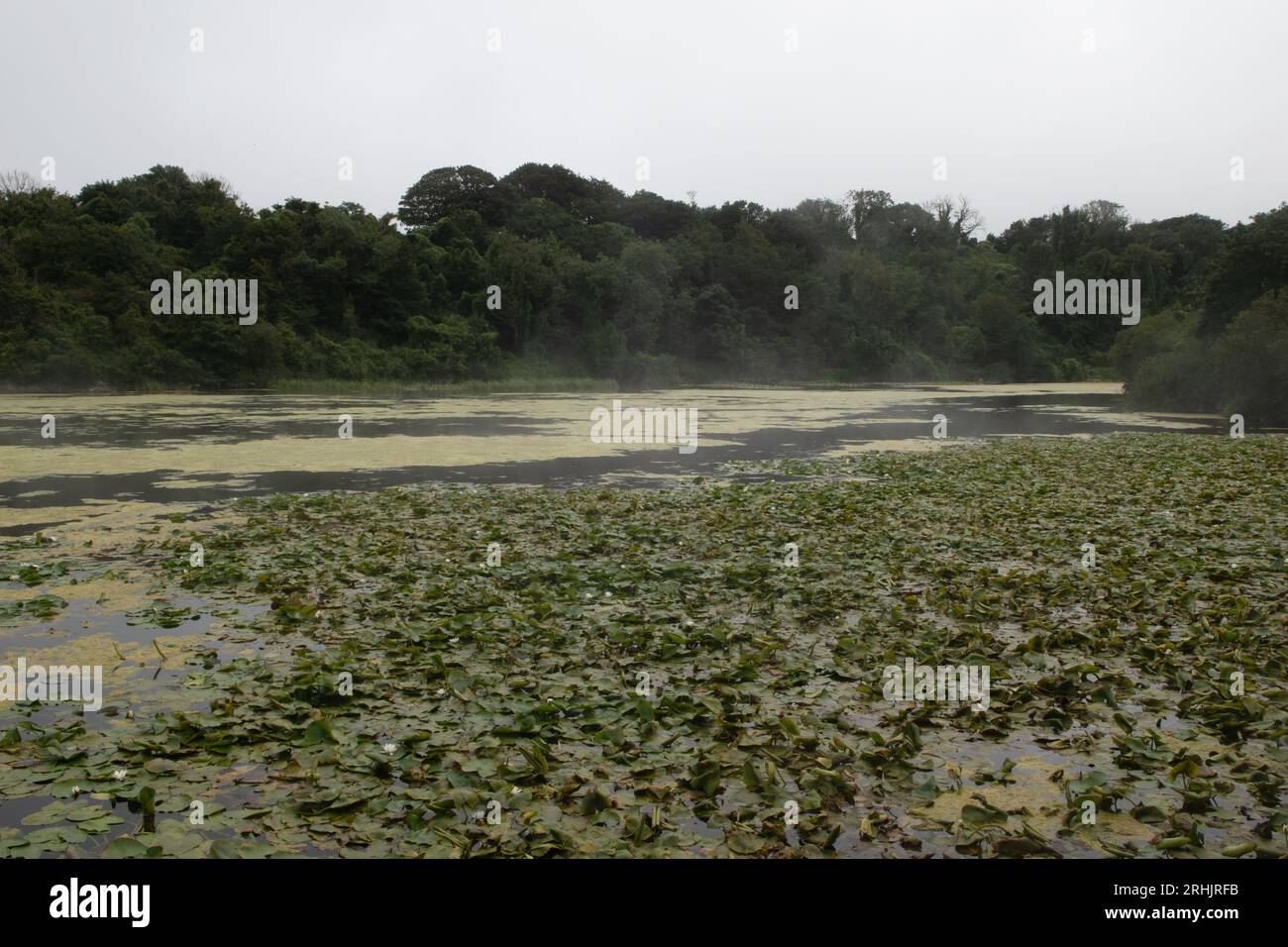 Bosherston water lilies hi-res stock photography and images - Alamy