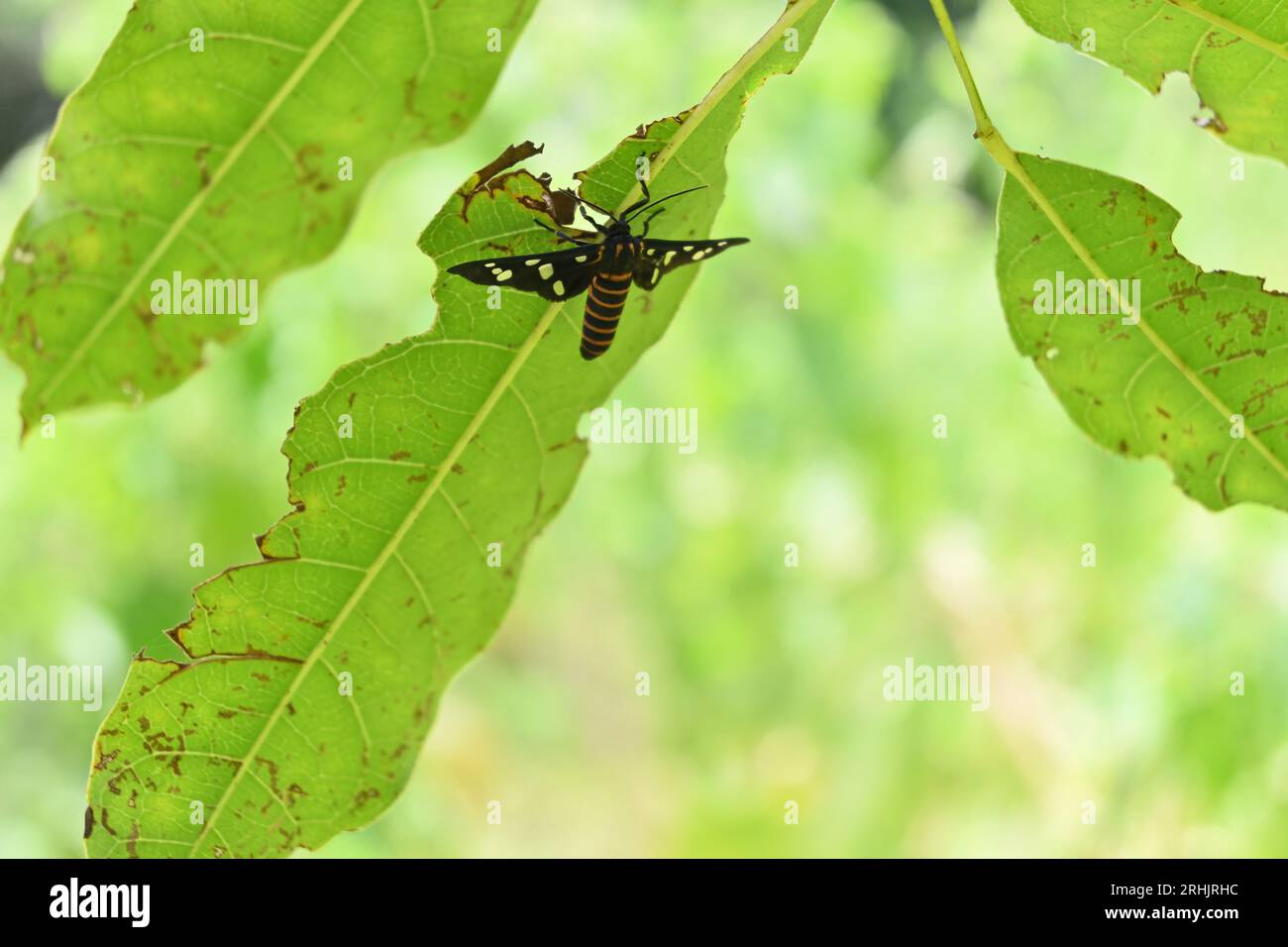 View of a Sandalwood Defoliator moth (Amata Passalis) sitting underside ...