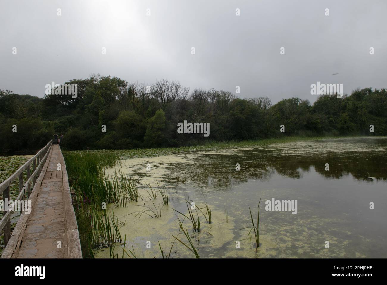 Bosherston water lilies hi-res stock photography and images - Alamy