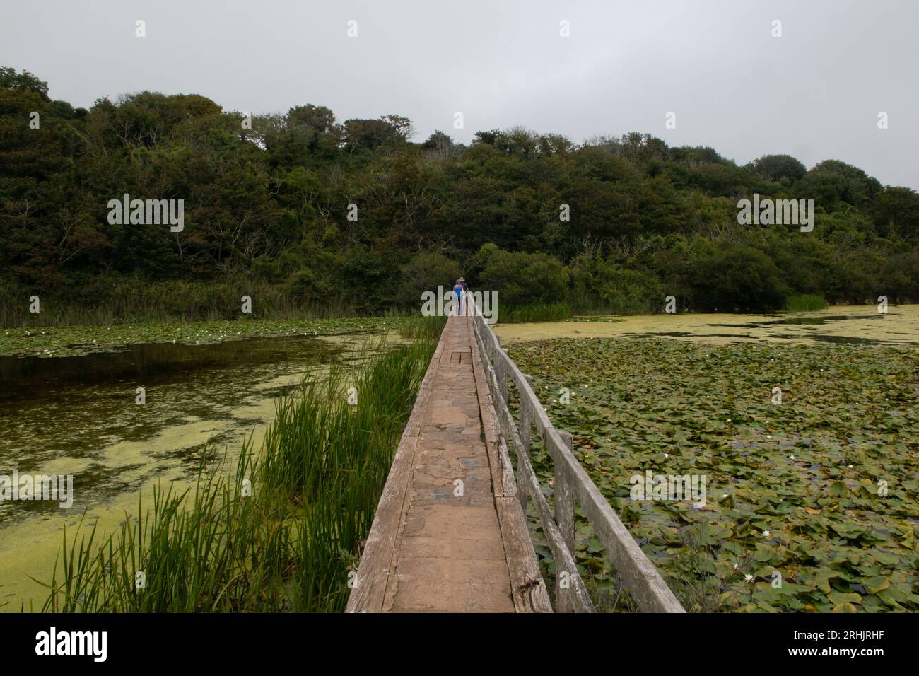 Bosherston water lilies hi-res stock photography and images - Alamy