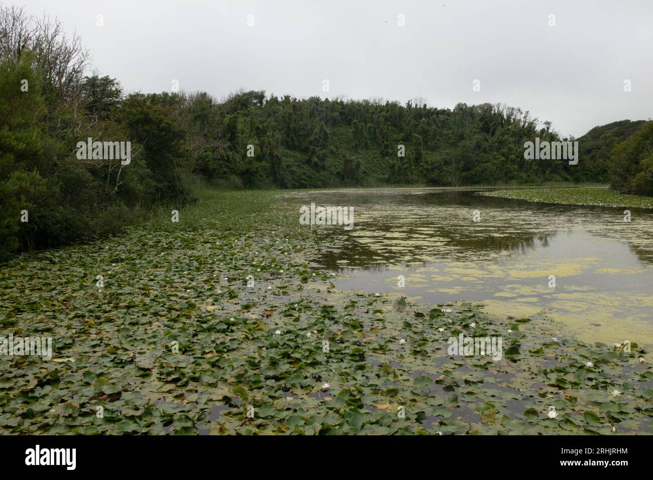 Lily Ponds, Bosherston, Pembrokeshire, Wales, UK Stock Photo - Alamy