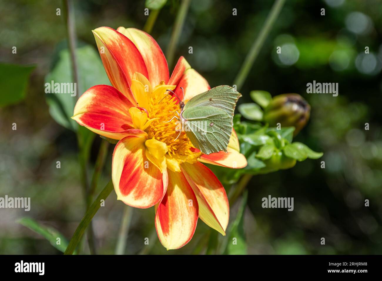 Brimstone butterfly (Gonepteryx rhamni) drinking nectar from a ...