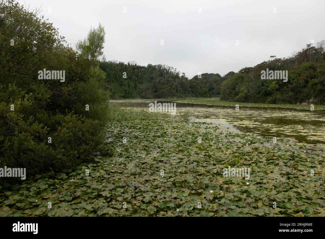 Bosherston lily ponds pembrokeshire hi-res stock photography and images ...