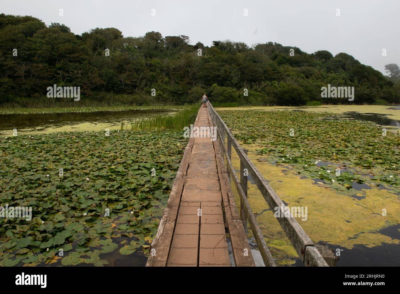Bosherston water lilies hi-res stock photography and images - Alamy