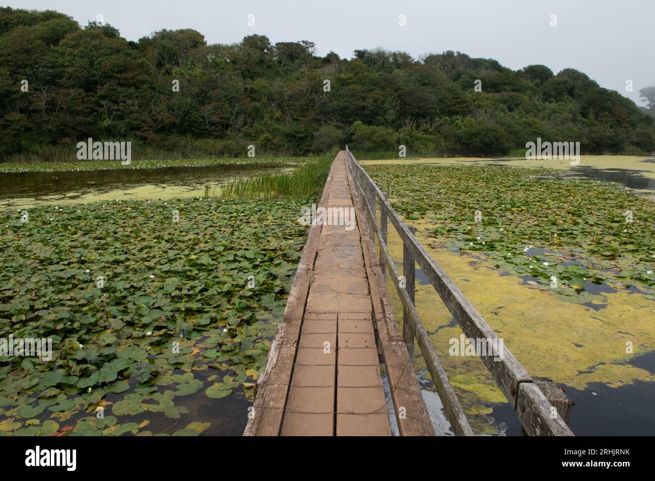 Bosherston water lilies hi-res stock photography and images - Alamy