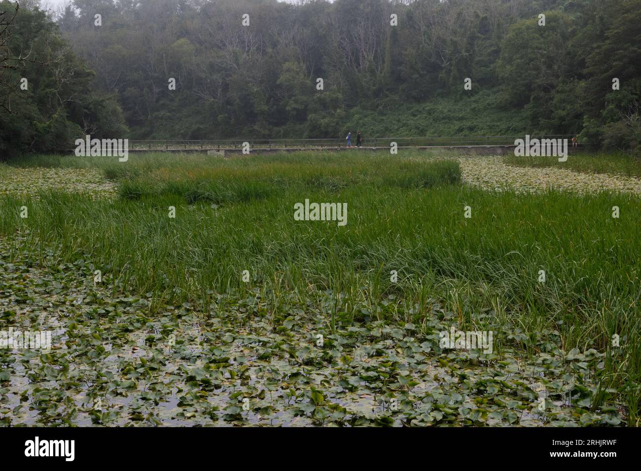 Lily pads uk lake hi-res stock photography and images - Alamy