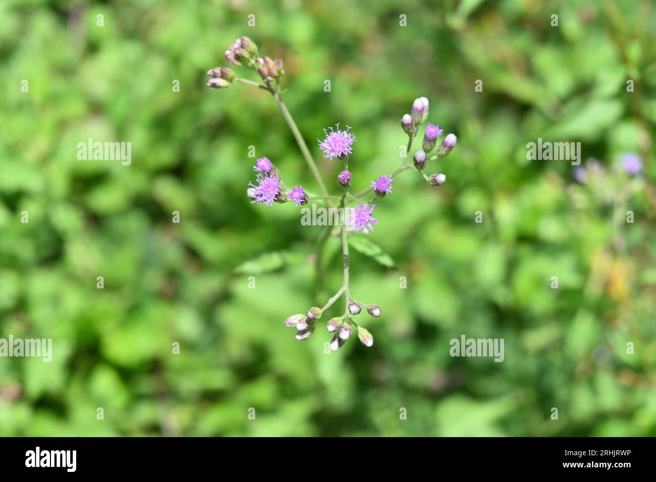 Overhead view of the little flower heads of Little Ironweed ...