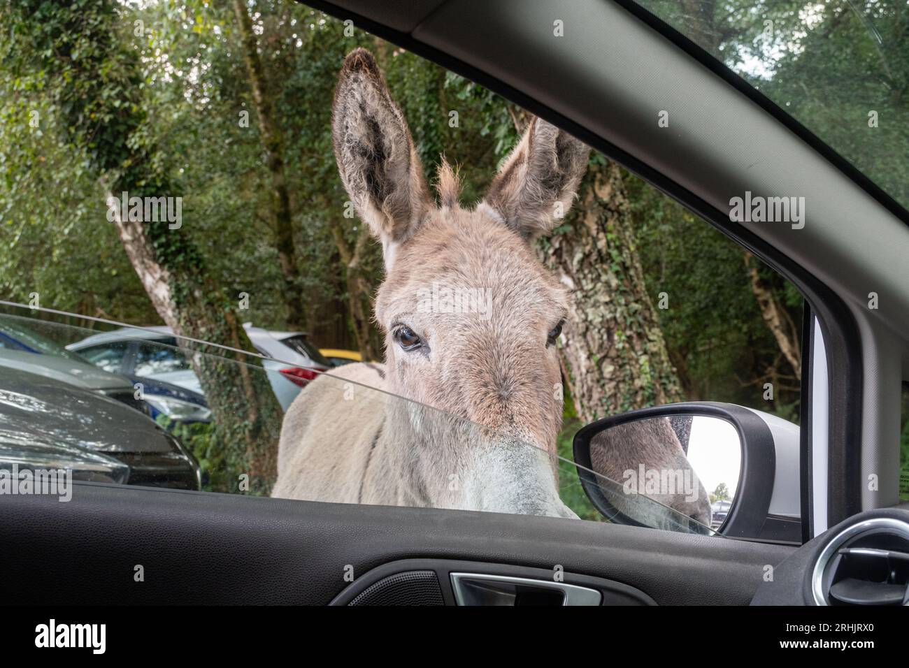 Donkey Driving A Car
